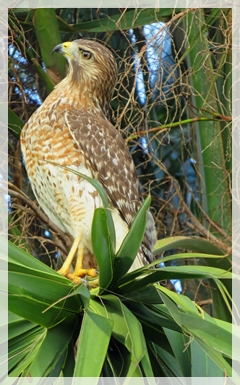 POWER | Devotions of the Heart