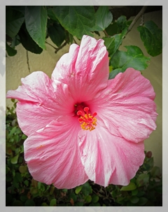 THE TITHE | Devotions of the Heart