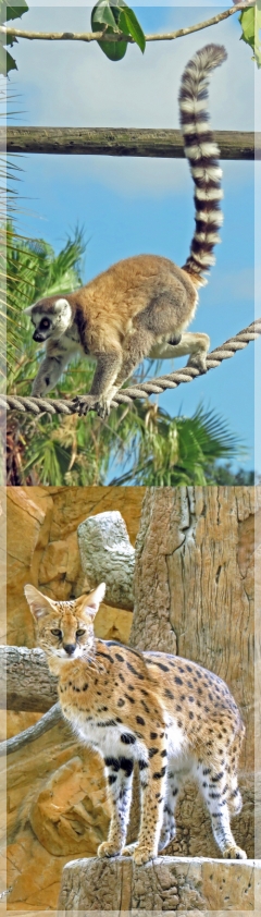 INCREDIBLE CREATION | Devotions of the Heart