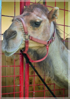 THE CAMEL AND THE NEEDLE (Part 2) | Devotions of the Heart