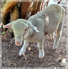 LAMB SELECTION DAY – Palm Sunday | Devotions of the Heart