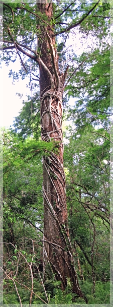 THE STRANGLER FIG | Devotions of the Heart